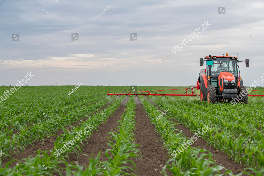 Grain Corn Plantation – Famox Plantation