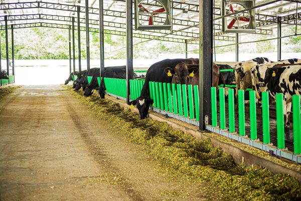 Setting up Farm / Poultry / Dairy Projects – Famox Plantation