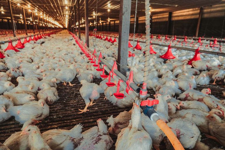 Setting up Farm / Poultry / Dairy Projects – Famox Plantation