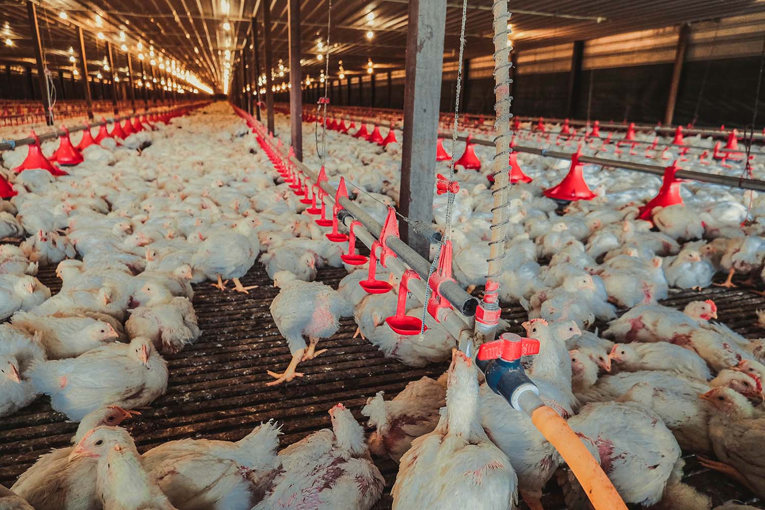 Setting up Farm / Poultry / Dairy Projects – Famox Plantation